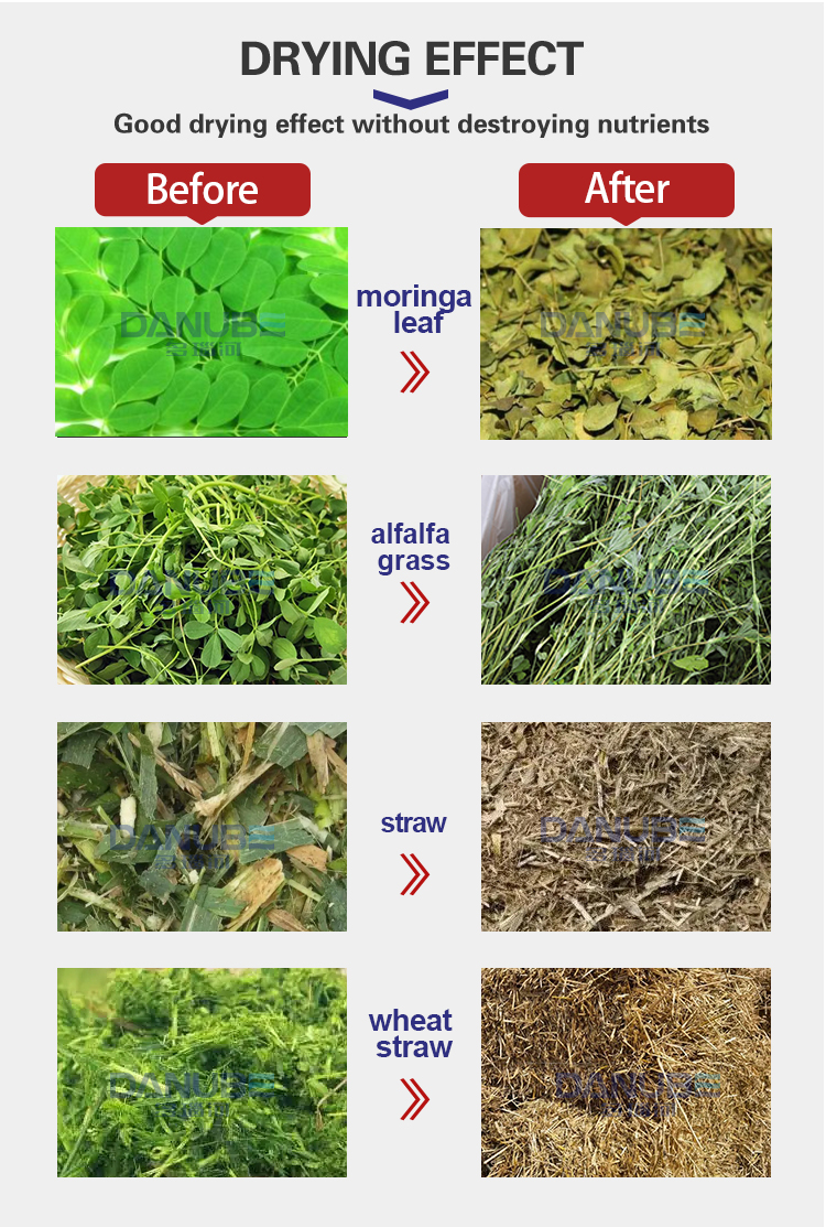 Moringa Leaf Dryer_Henan Danube Machinery Manufacturing Co., Ltd